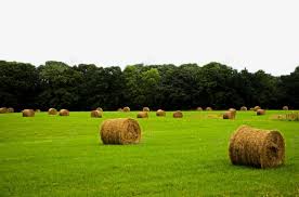 Round Bale Choppers vs. Square Bale Choppers: How to Choose the Best ...