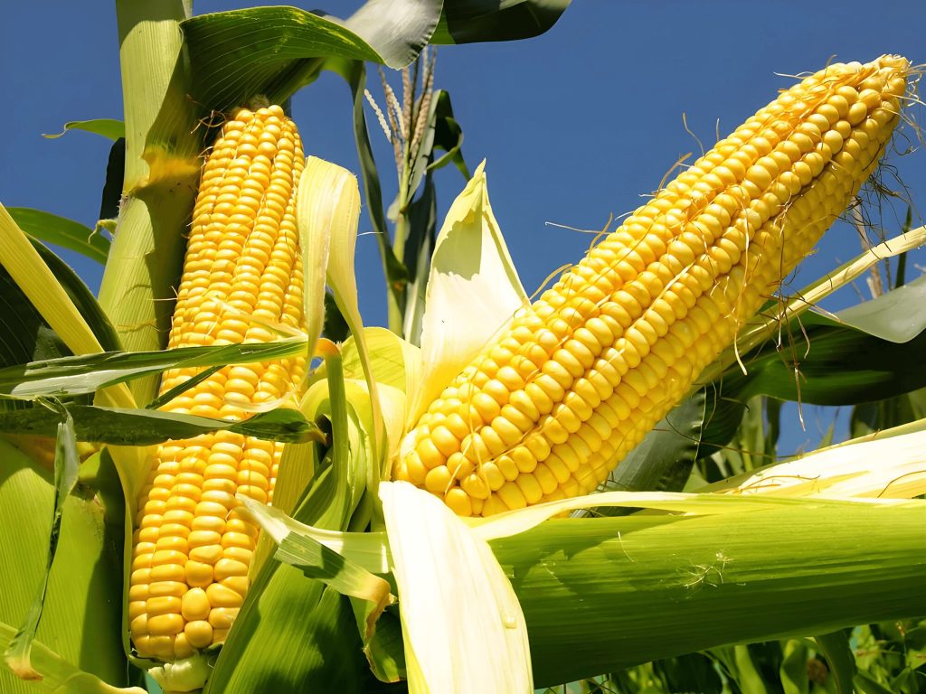 Corn Harvester: A Powerful Tool for Efficient Agricultural Harvesting ...