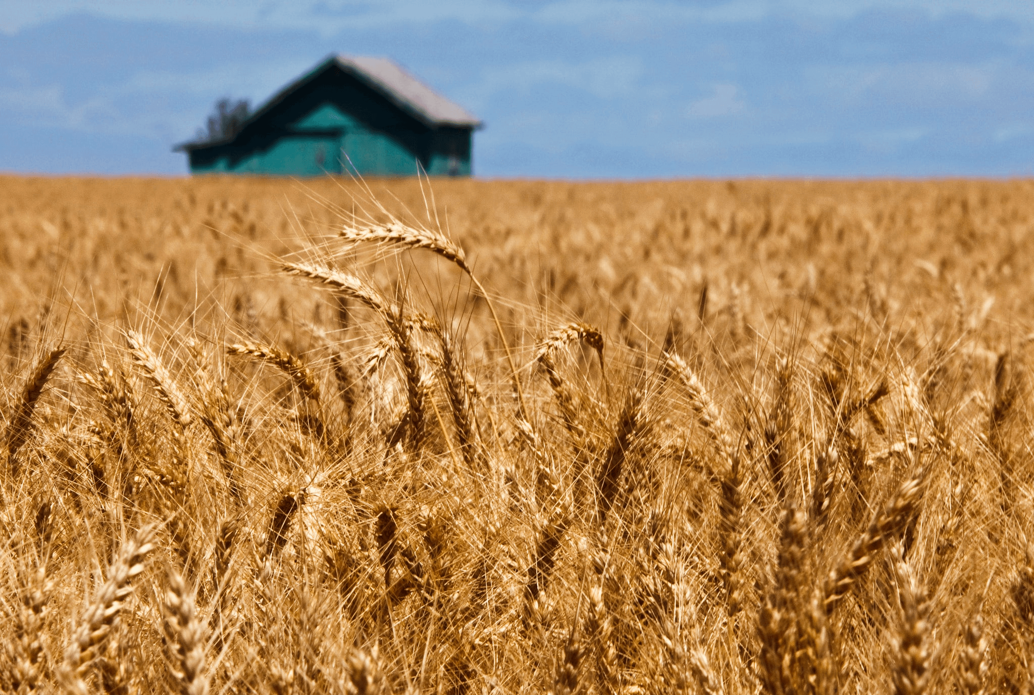 What Types of Harvesters Are There? - Minnuo Agricultural Machinery